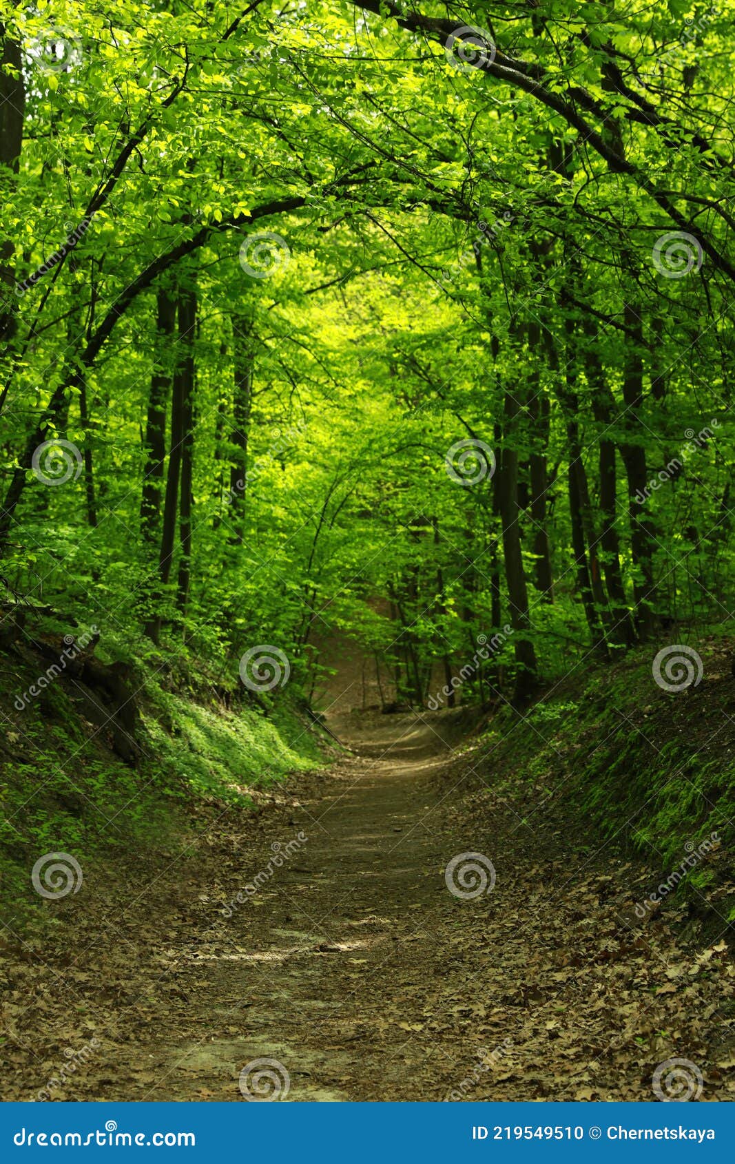 Beautiful Landscape with Pathway among Tall Trees in Park Stock Photo ...