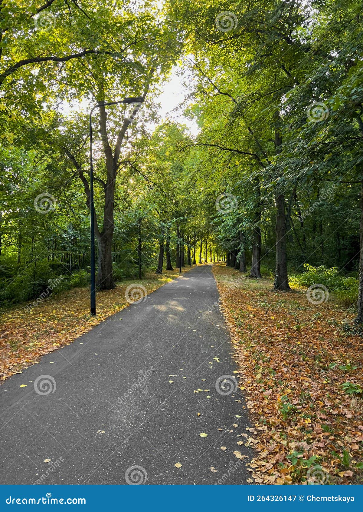 Beautiful Landscape with Pathway among Tall Trees in Park Stock Image ...