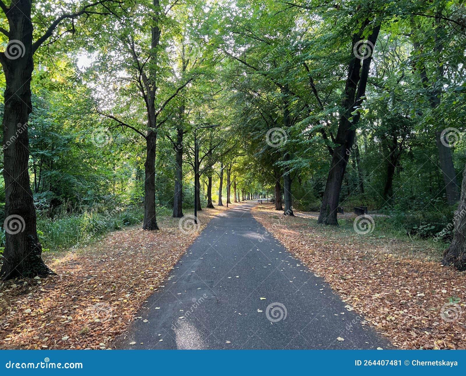 Beautiful Landscape with Pathway among Tall Trees in Park Stock Image ...