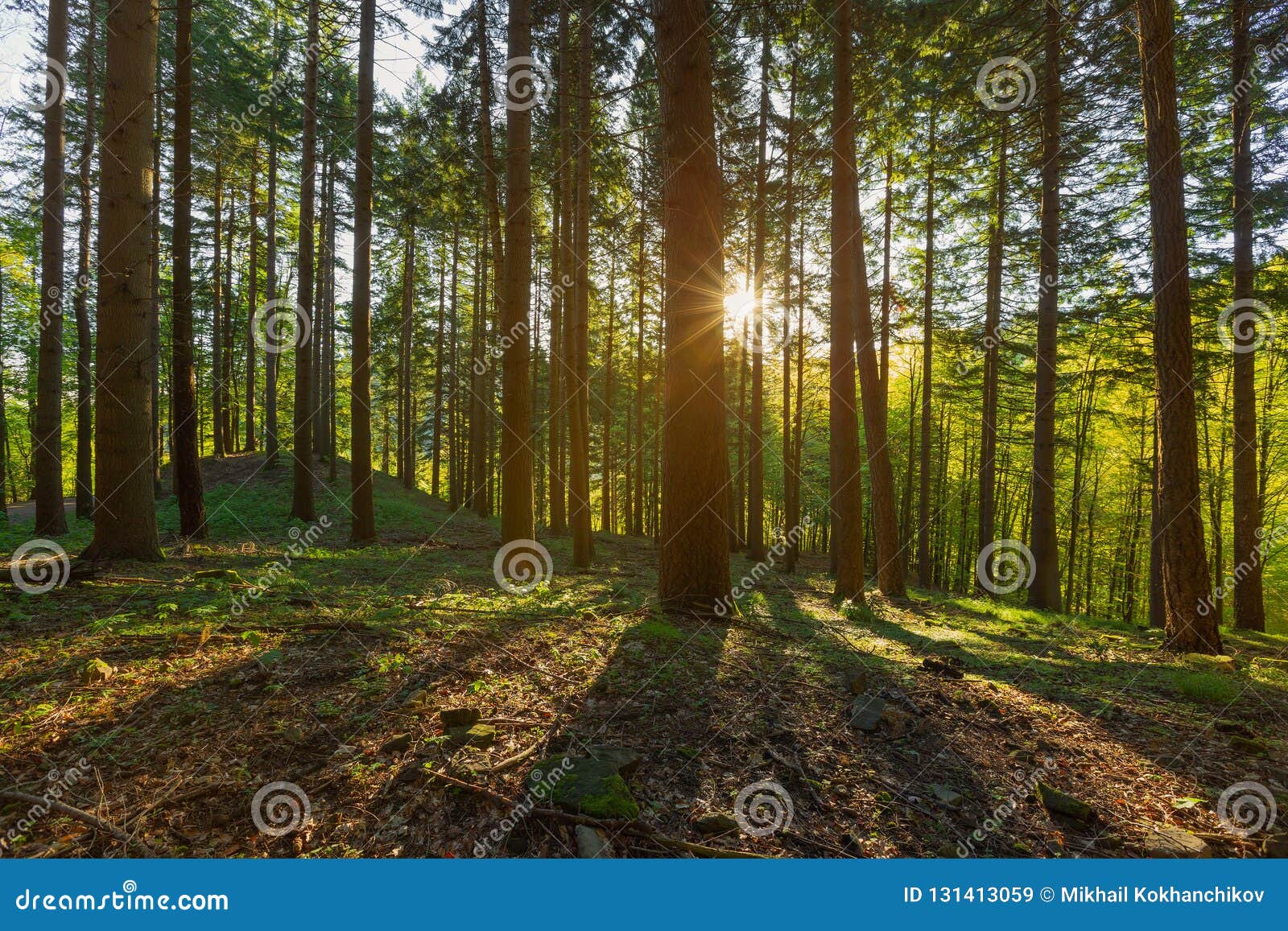 Pine Forest with the Rays of Sun Stock Image - Image of path, beautiful ...