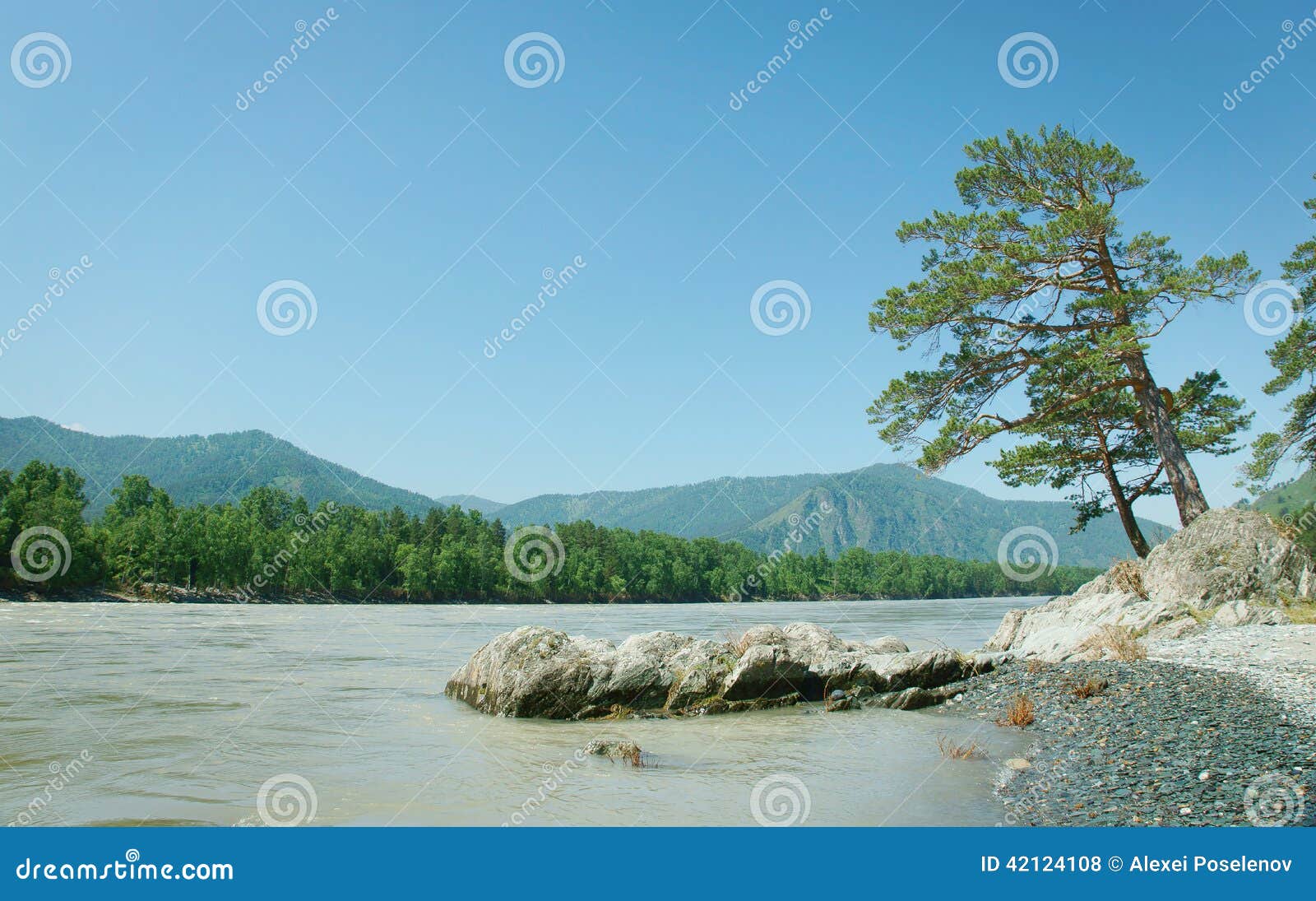 Beautiful Landscape with Pine Tree on the River Bank Stock Photo ...