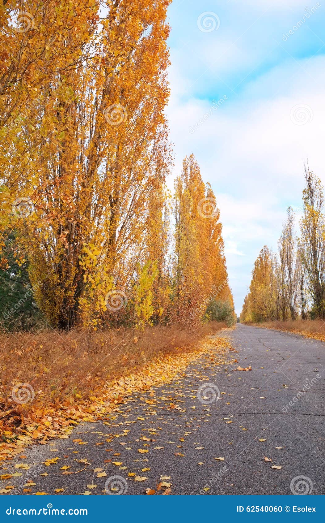 Beautiful Landscape with Poplar Trees, Golden Leafs and Road Stock ...