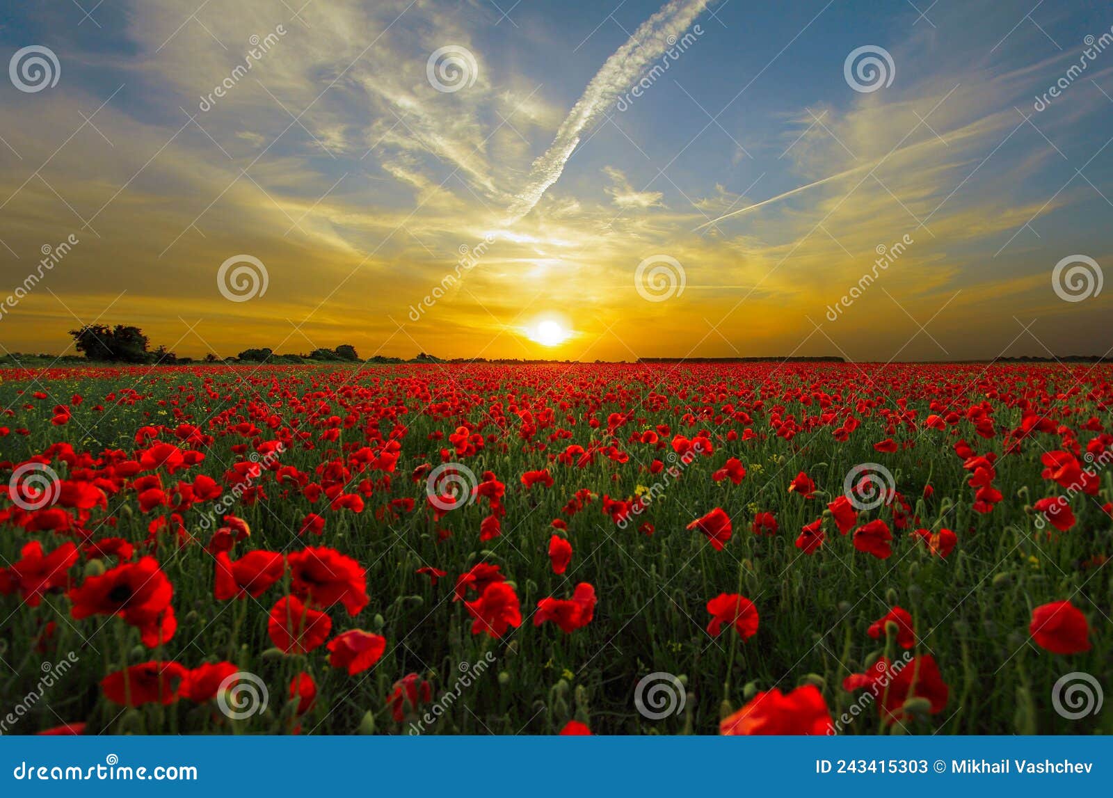 Beautiful Landscape of Poppy Field at Sunset Stock Image - Image of ...