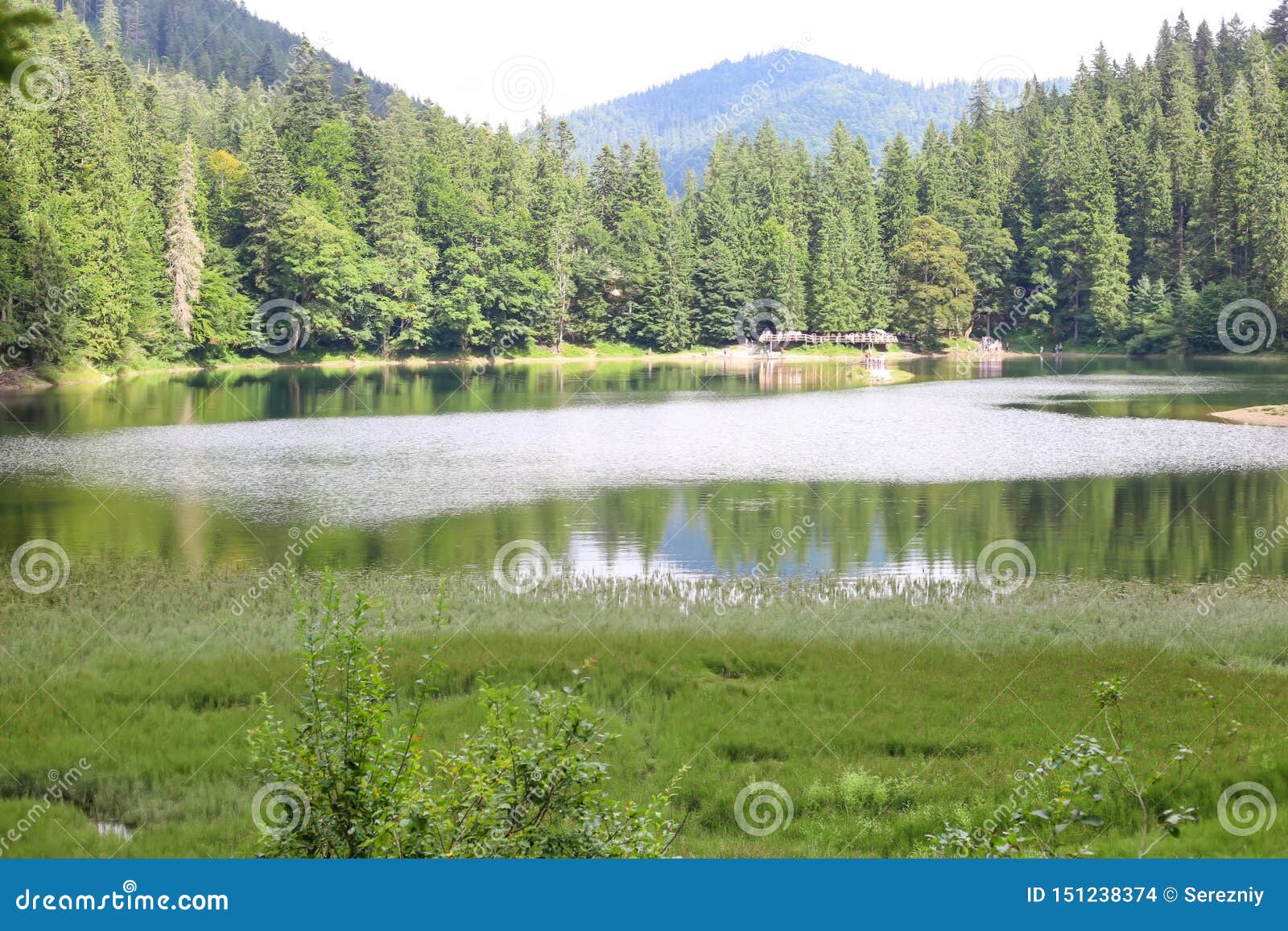 Beautiful Landscape with River in Forest Stock Photo - Image of green ...