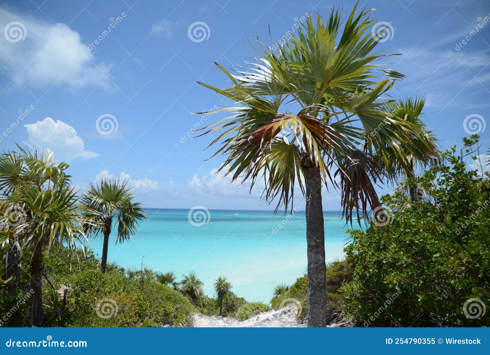 Beautiful Landscape of the Sea from the Palm Trees Stock Image - Image ...