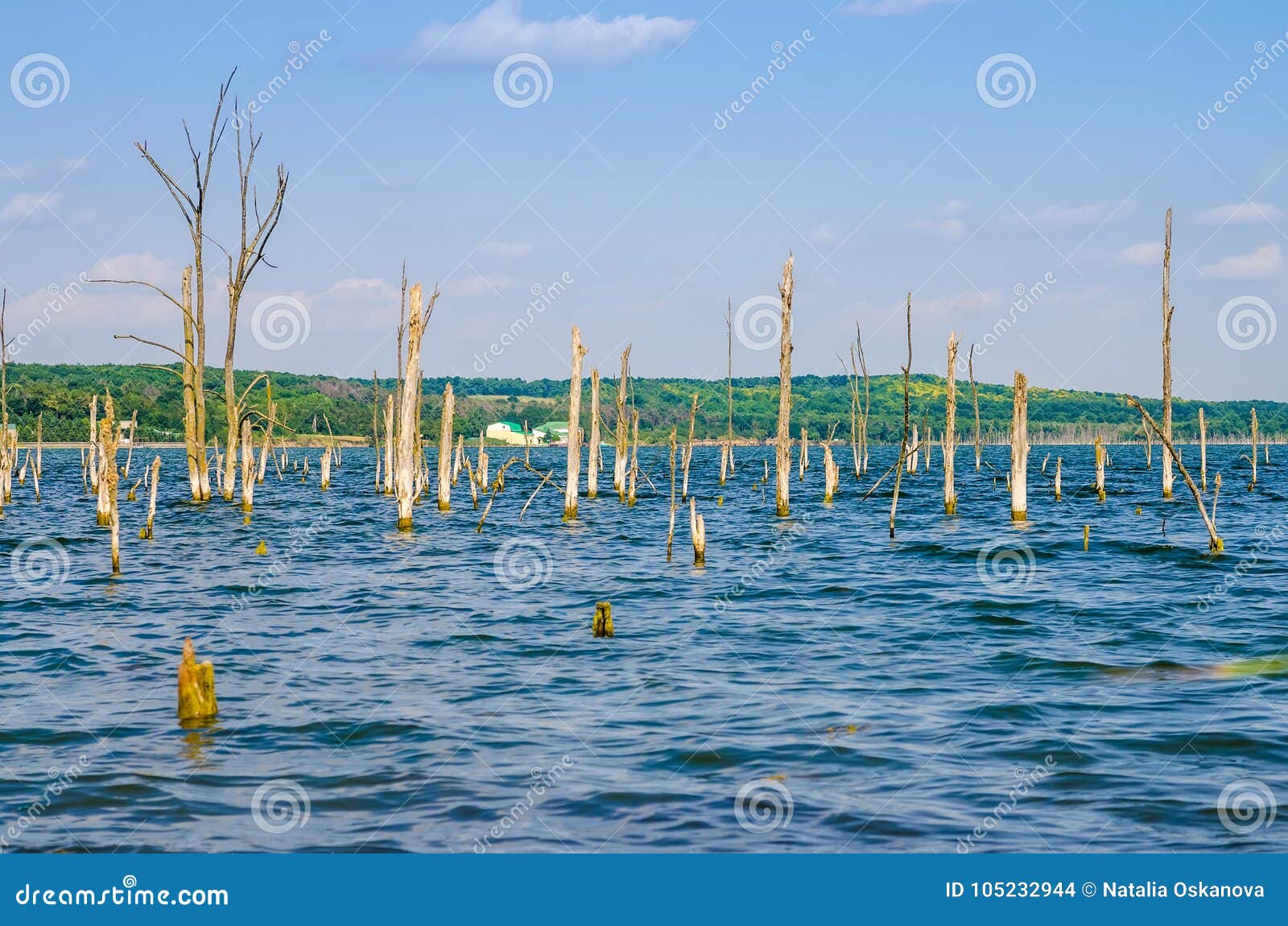 Small Dry Trees Growing in River Stock Photo - Image of cloud, cloudy ...