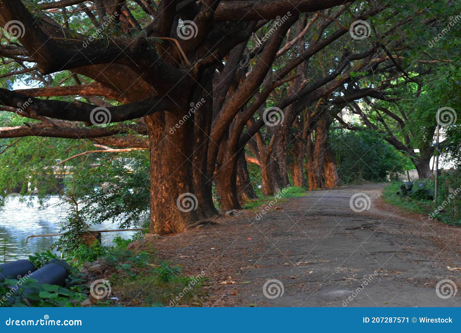 Beautiful Landscape Showing Huge Old Big Tree Stock Image - Image of ...