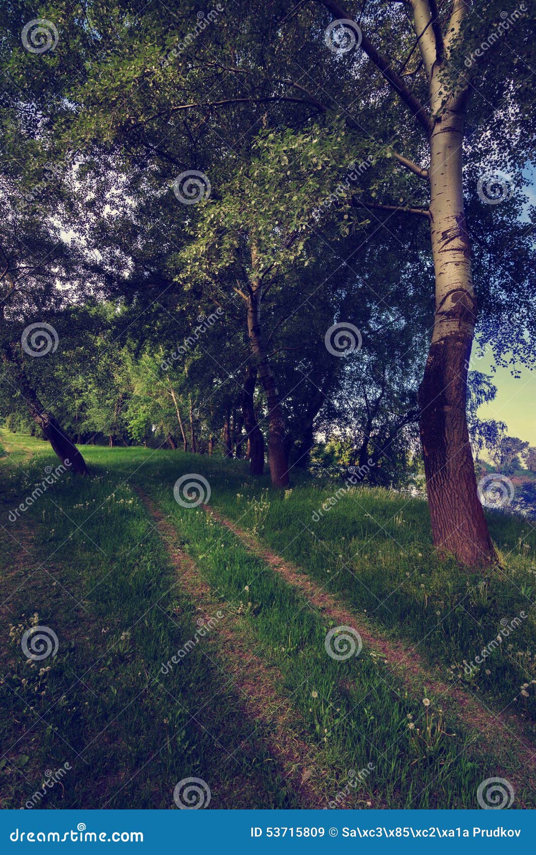 Beautiful Landscape Showing Road through Forest in Spring Stock Image ...