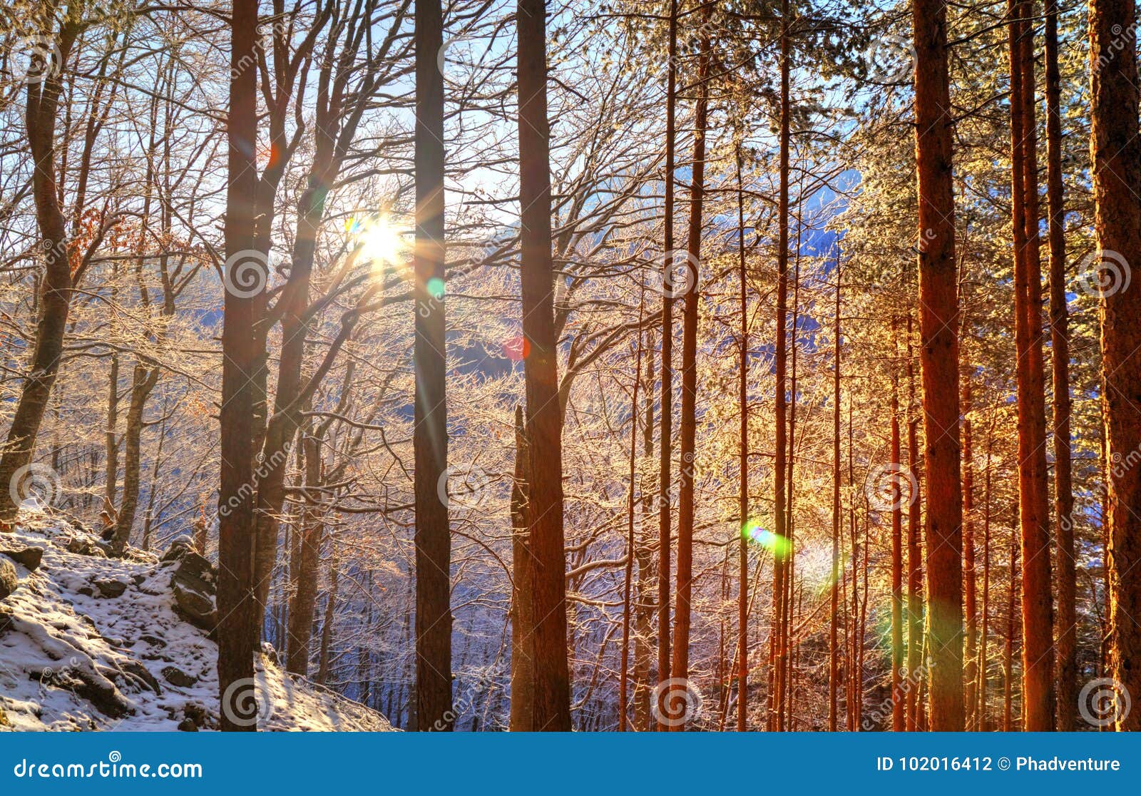 Landscape with Sun Rays in Winter Forest Stock Photo - Image of beauty ...
