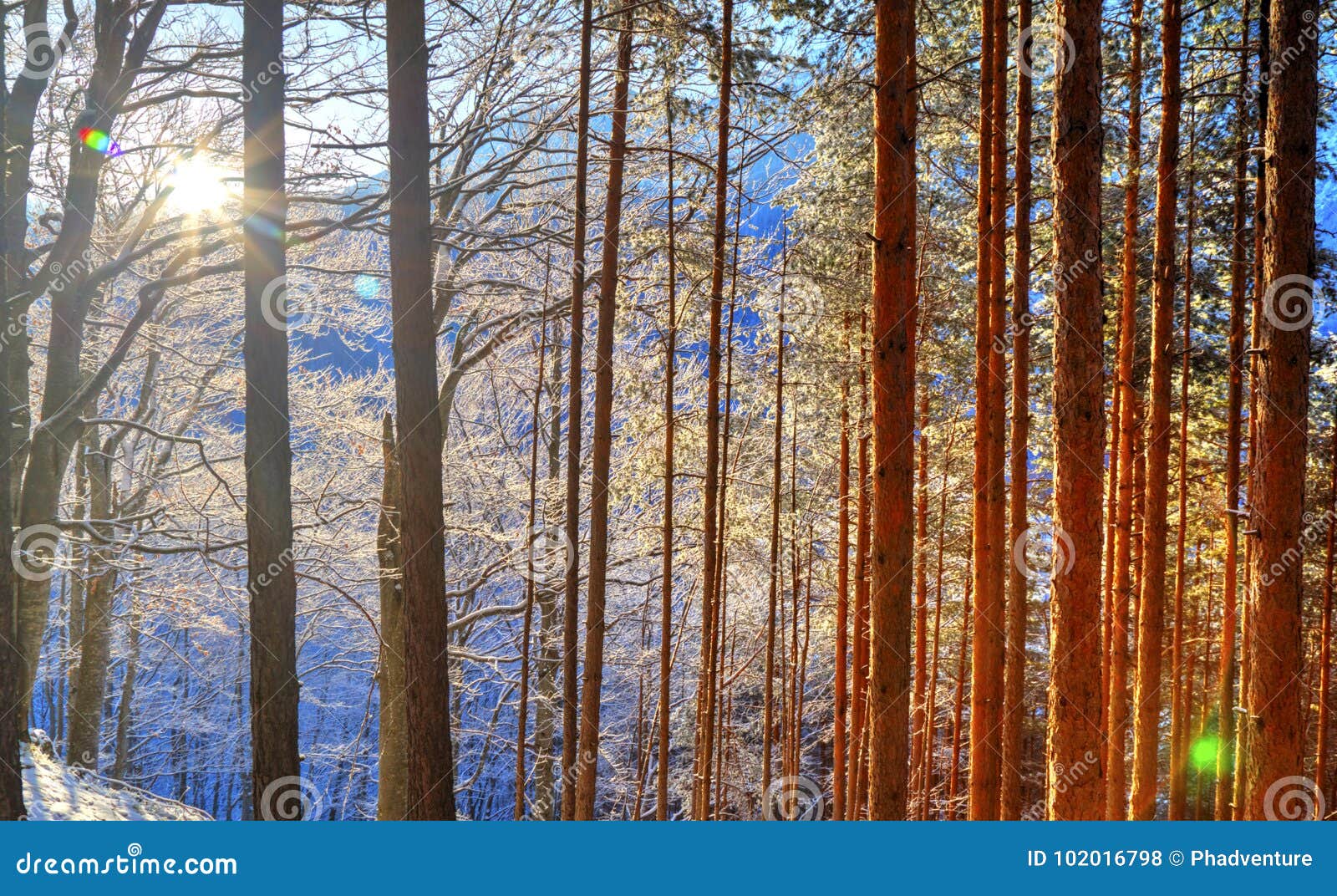Landscape with Sun Rays in Winter Forest Stock Photo - Image of hoar ...