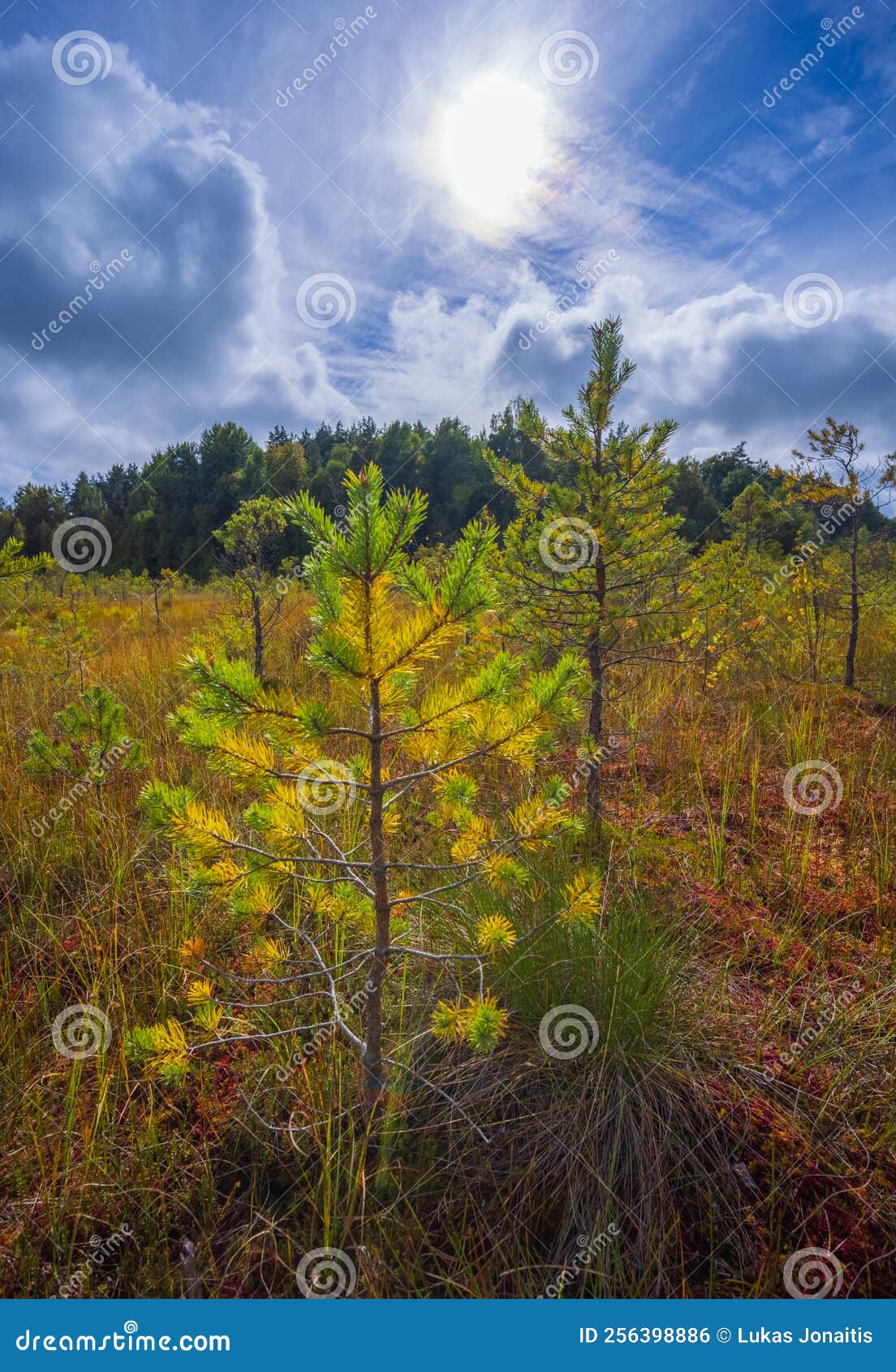 Beautiful Landscape in the Swamp with Young Pine Trees Stock Photo ...