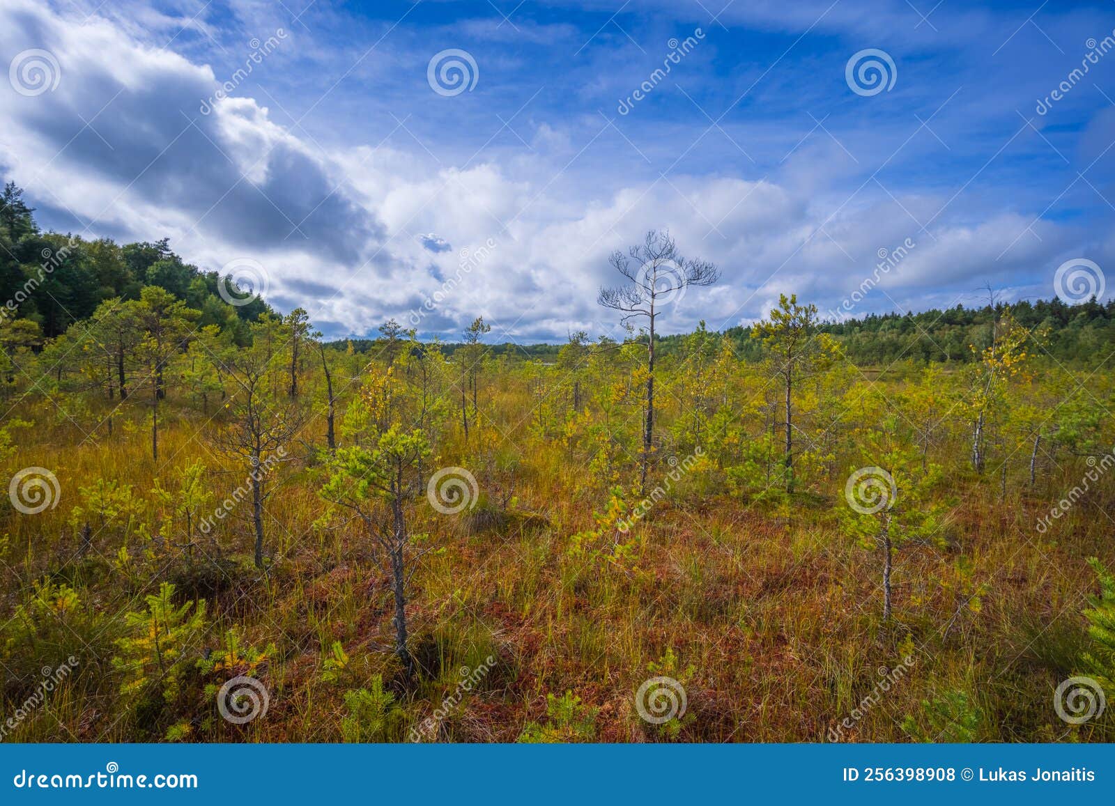 Beautiful Landscape in the Swamp with Young Pine Trees Stock Photo ...