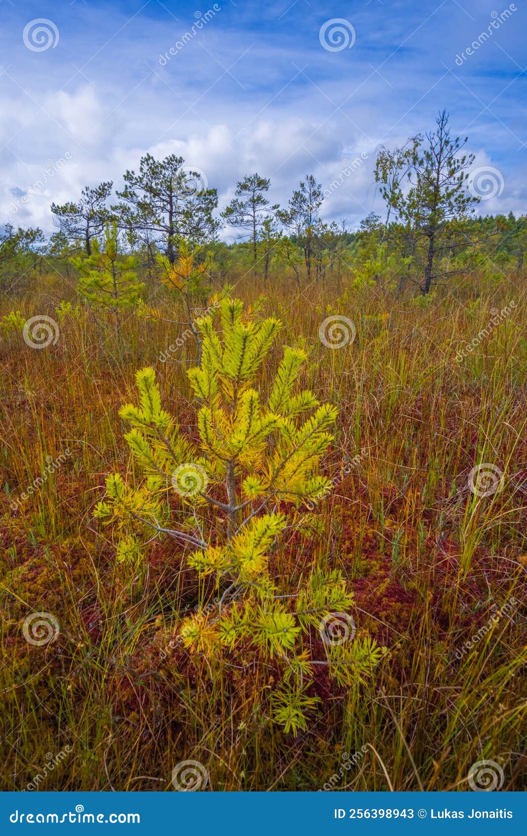 Beautiful Landscape in the Swamp with Young Pine Trees Stock Image ...
