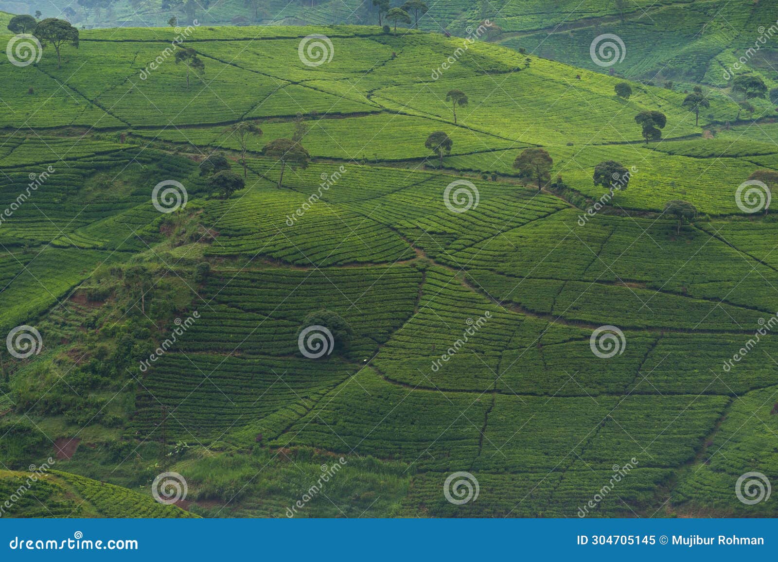 Beautiful Landscape of Tea Plantation in the Morning Editorial Image ...