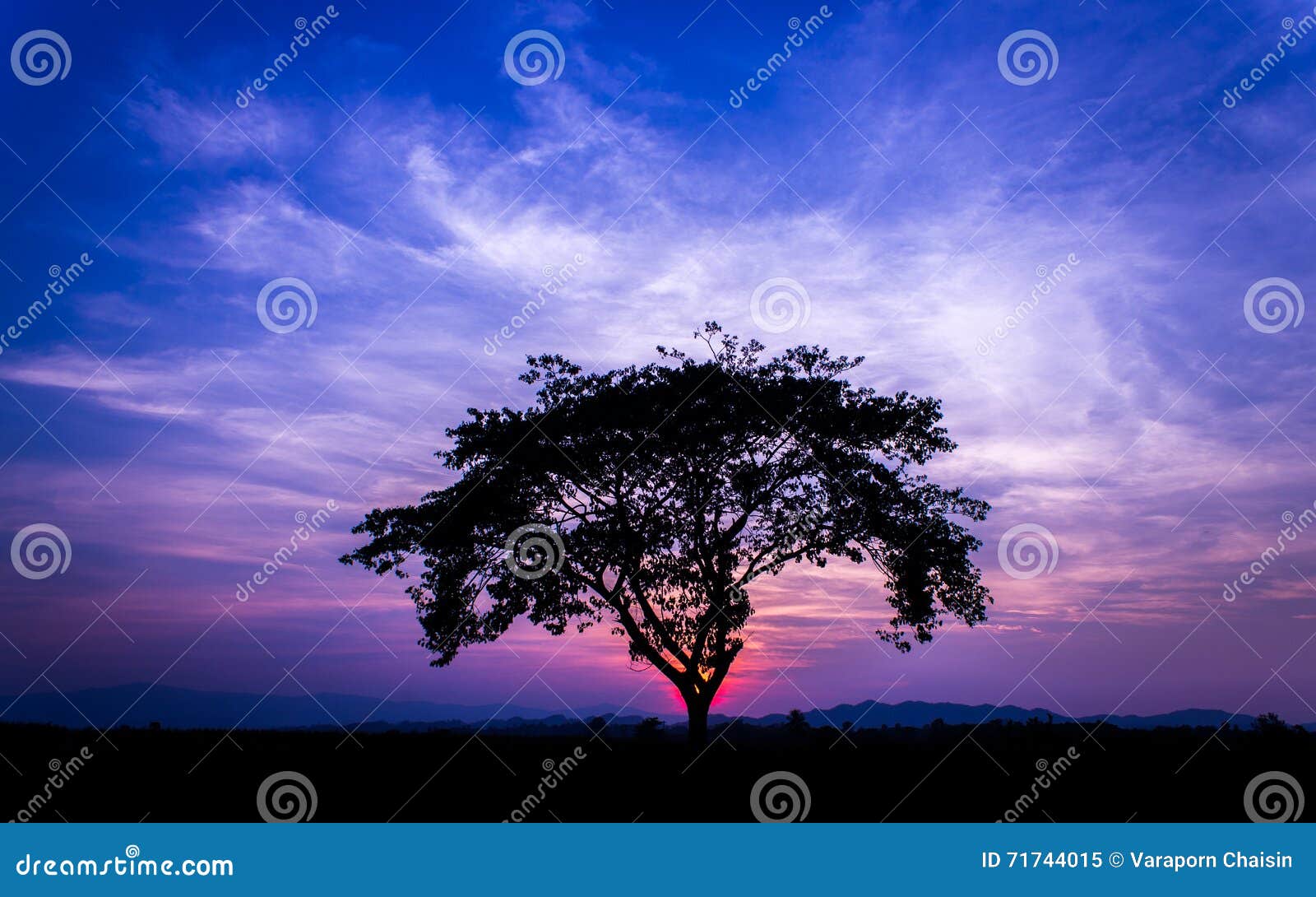 Beautiful Landscape of Tree Stock Image - Image of tree, nature: 71744015