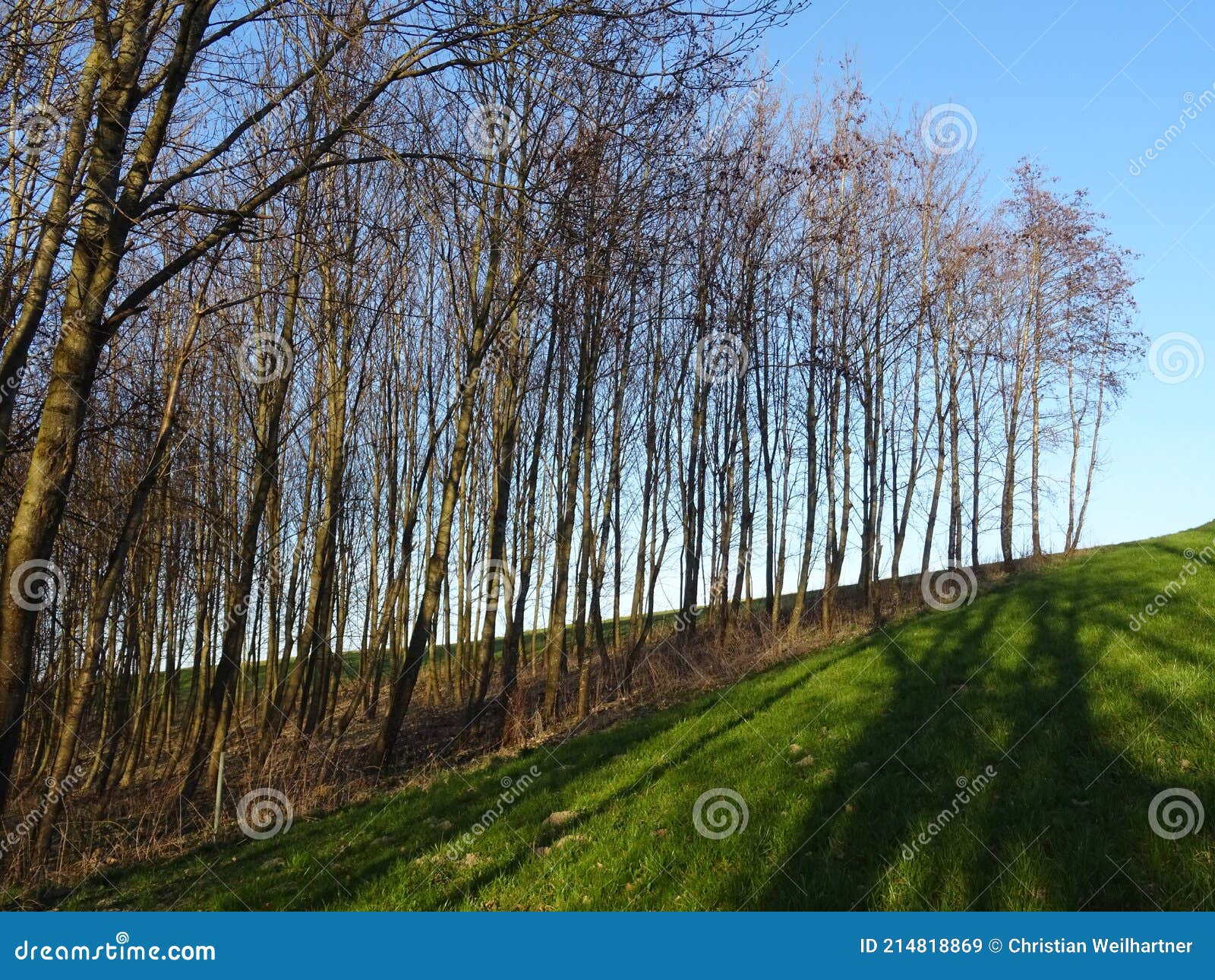Beautiful Landscape and Trees Stock Image - Image of trees, meadow ...