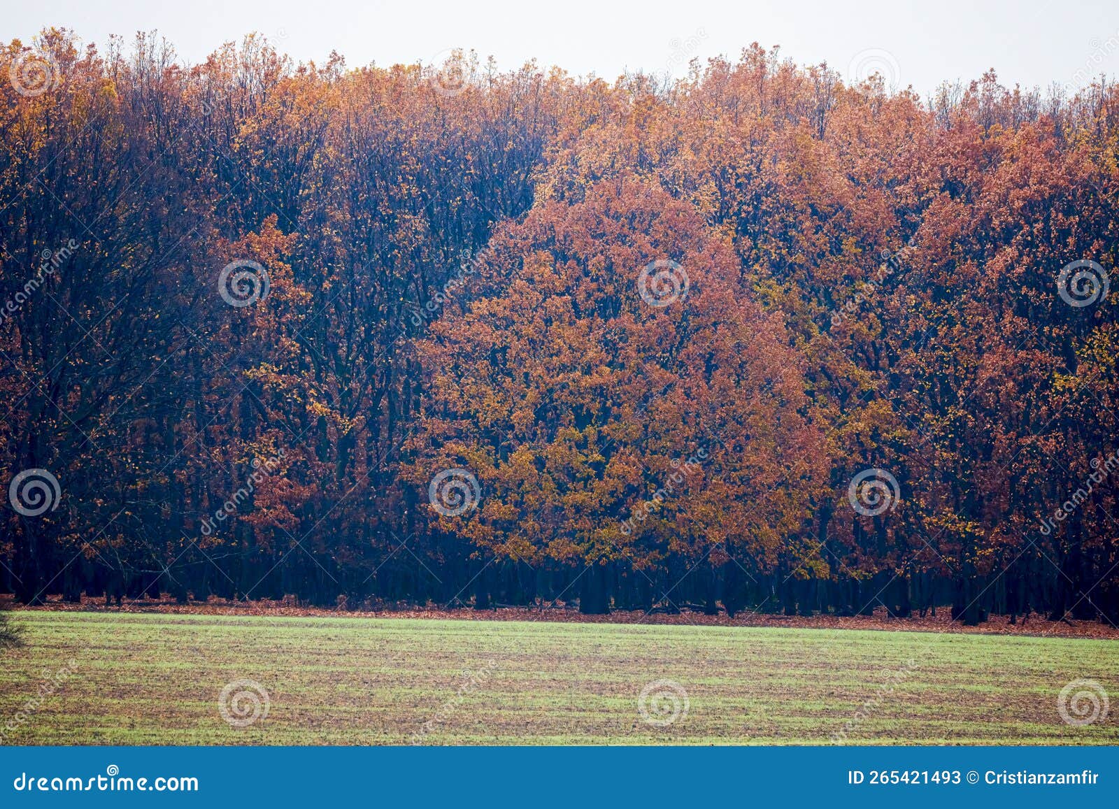 Landscape with Trees in Autumn Stock Image - Image of autumn, foliage ...