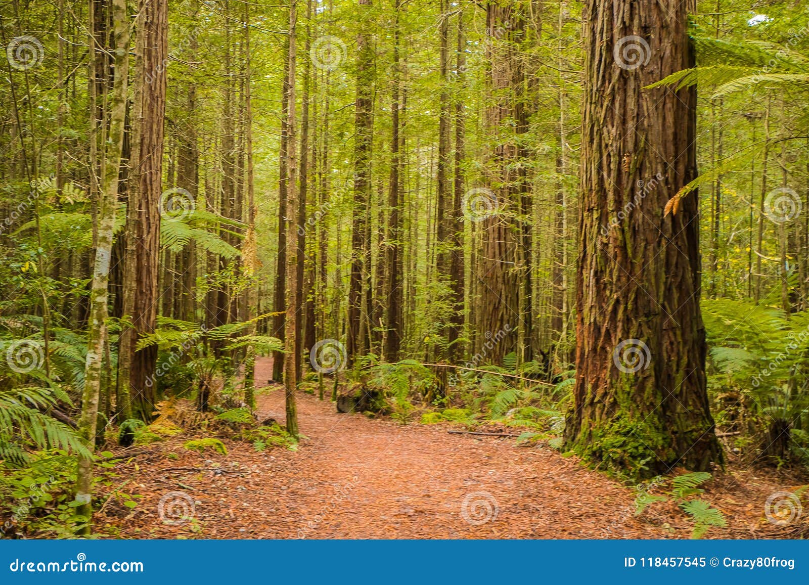 Trees in a red wood forest stock image. Image of road - 118457545