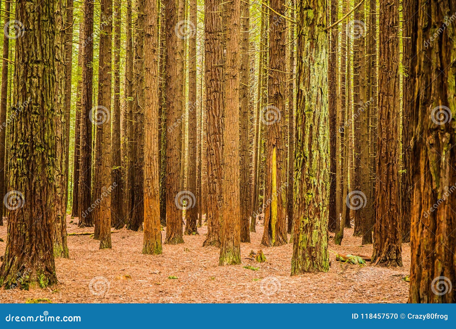 Trees in a red wood forest stock photo. Image of beautiful - 118457570