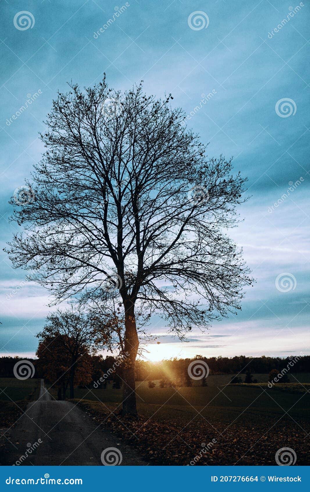 Beautiful Landscape with Trees at Scenic Sunset Stock Photo - Image of ...