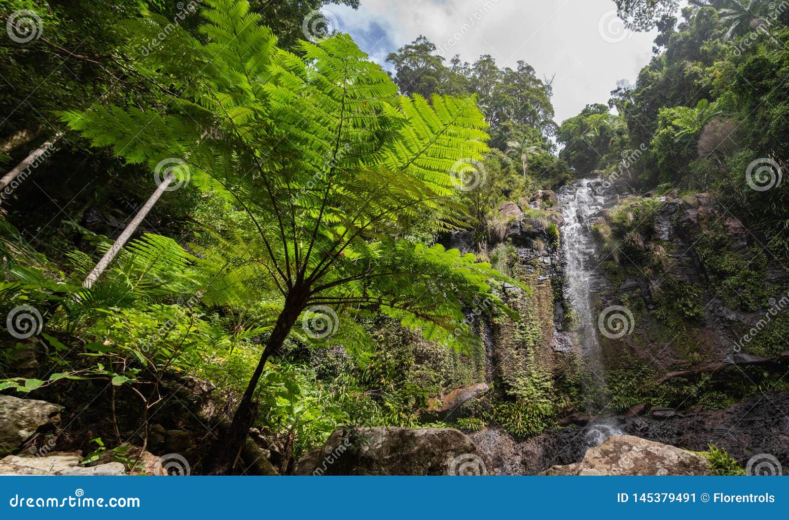 Beautiful Landscape View of a Forest with Nice Trees and Waterfall ...