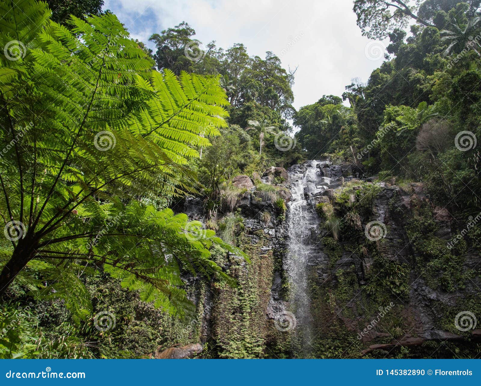 Beautiful Landscape View of a Forest with Nice Trees and Waterfall ...