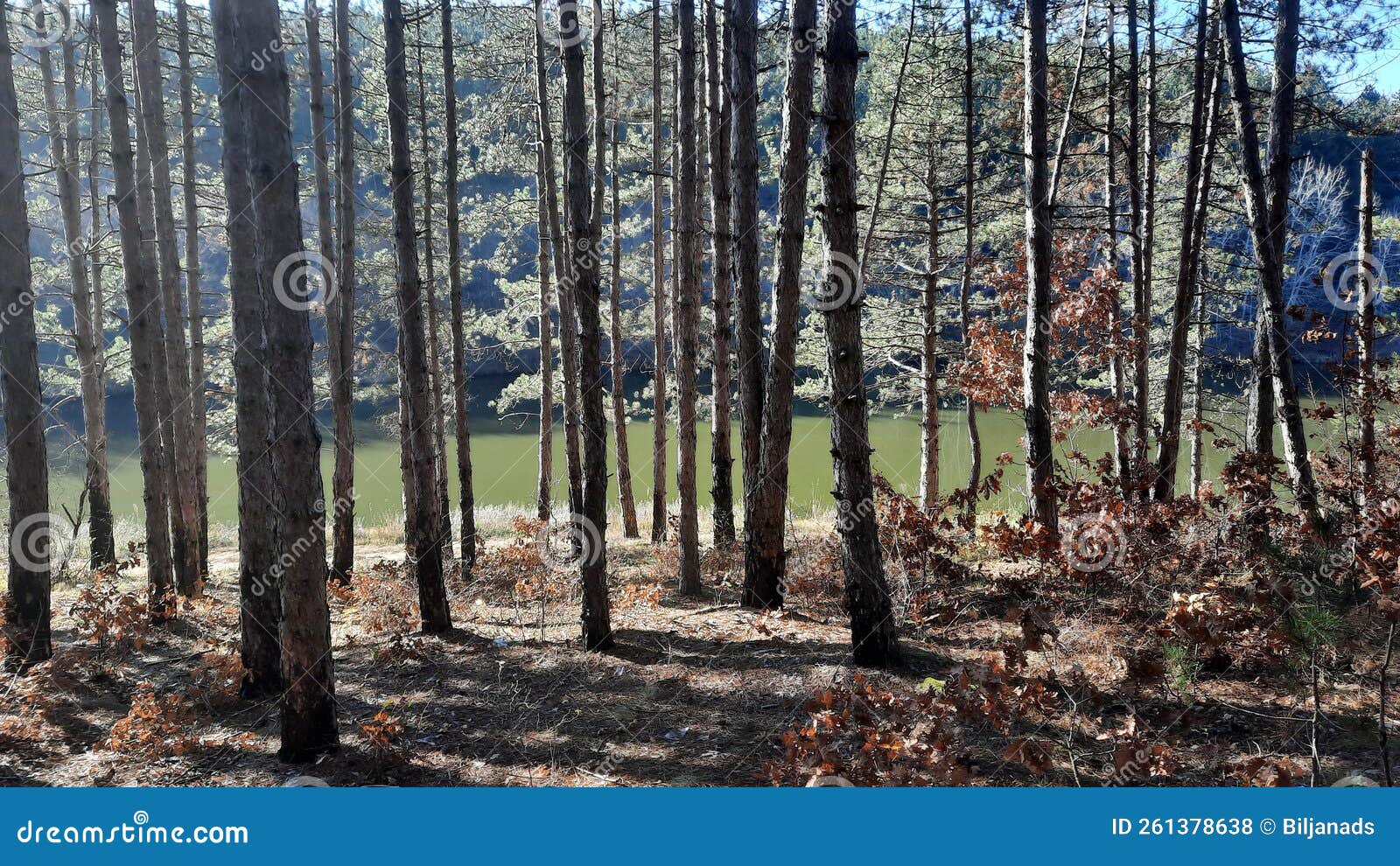 Beautiful Landscape View of Lake through Pine Trees Stock Photo - Image ...