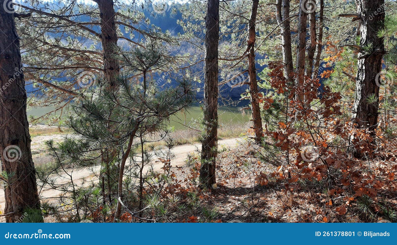 Beautiful Landscape View of Lake through Pine Trees Stock Image - Image ...