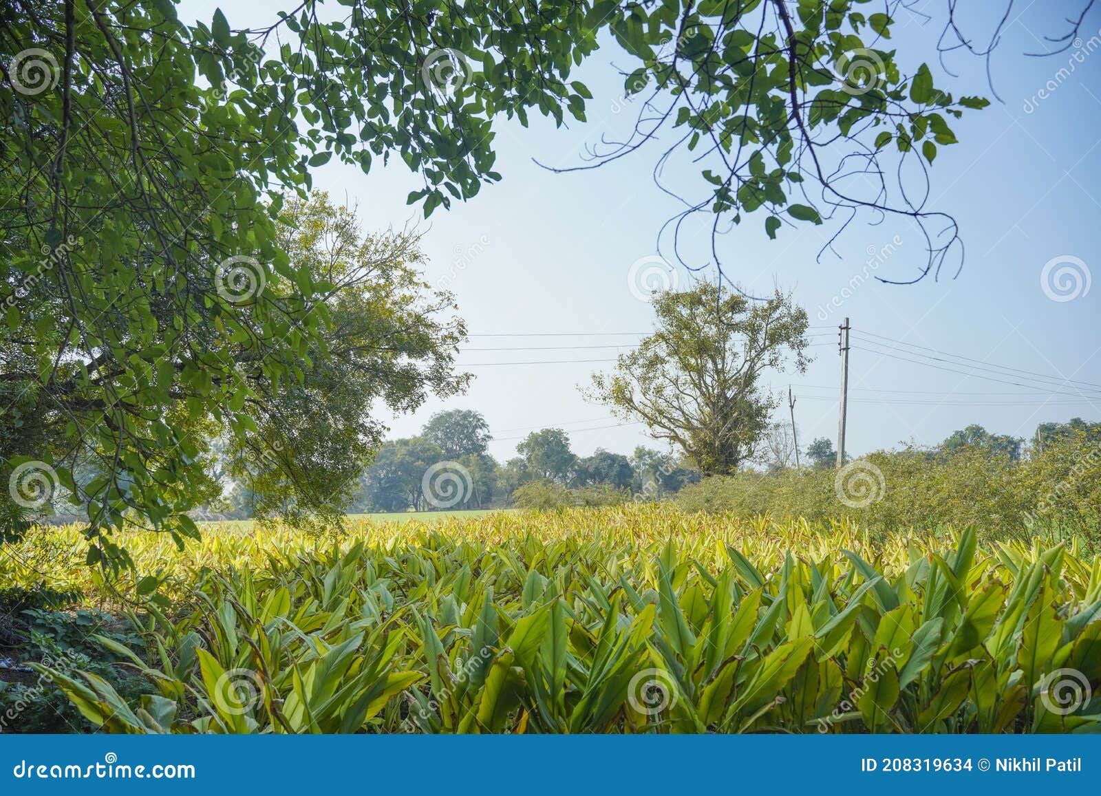 Beautiful Landscape View of Turmeric Field Stock Photo - Image of asia ...