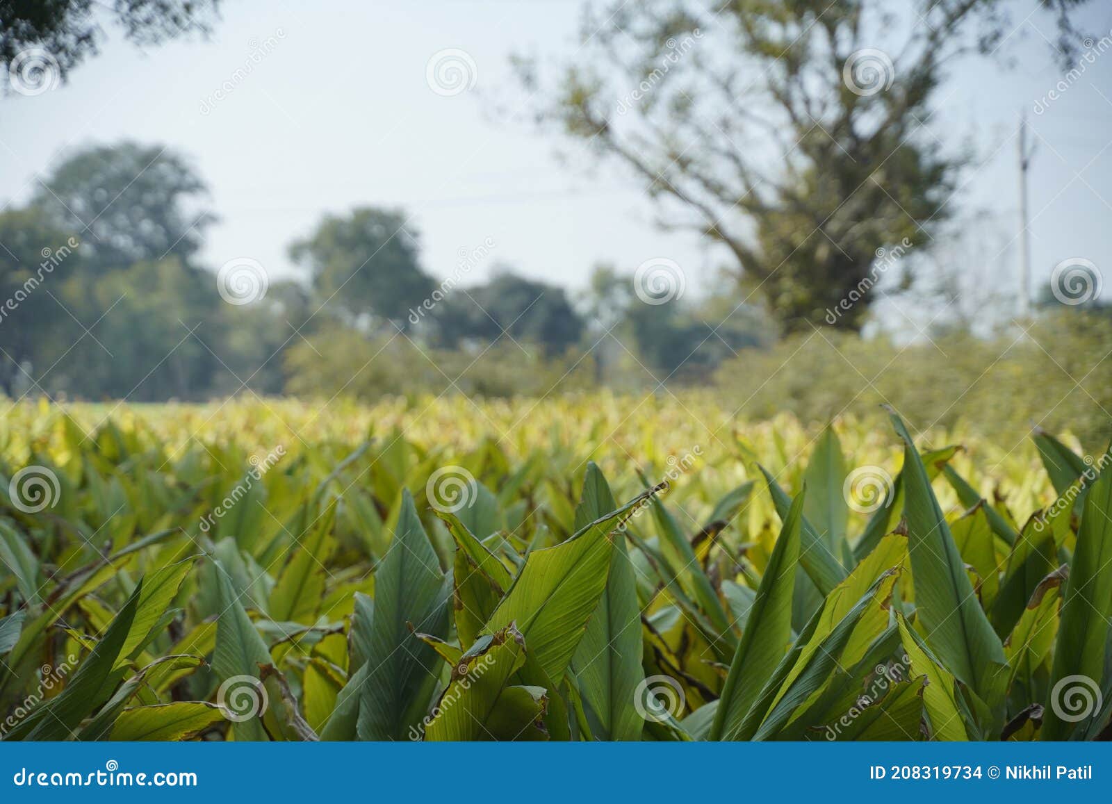 Beautiful Landscape View of Turmeric Field Stock Photo - Image of ...
