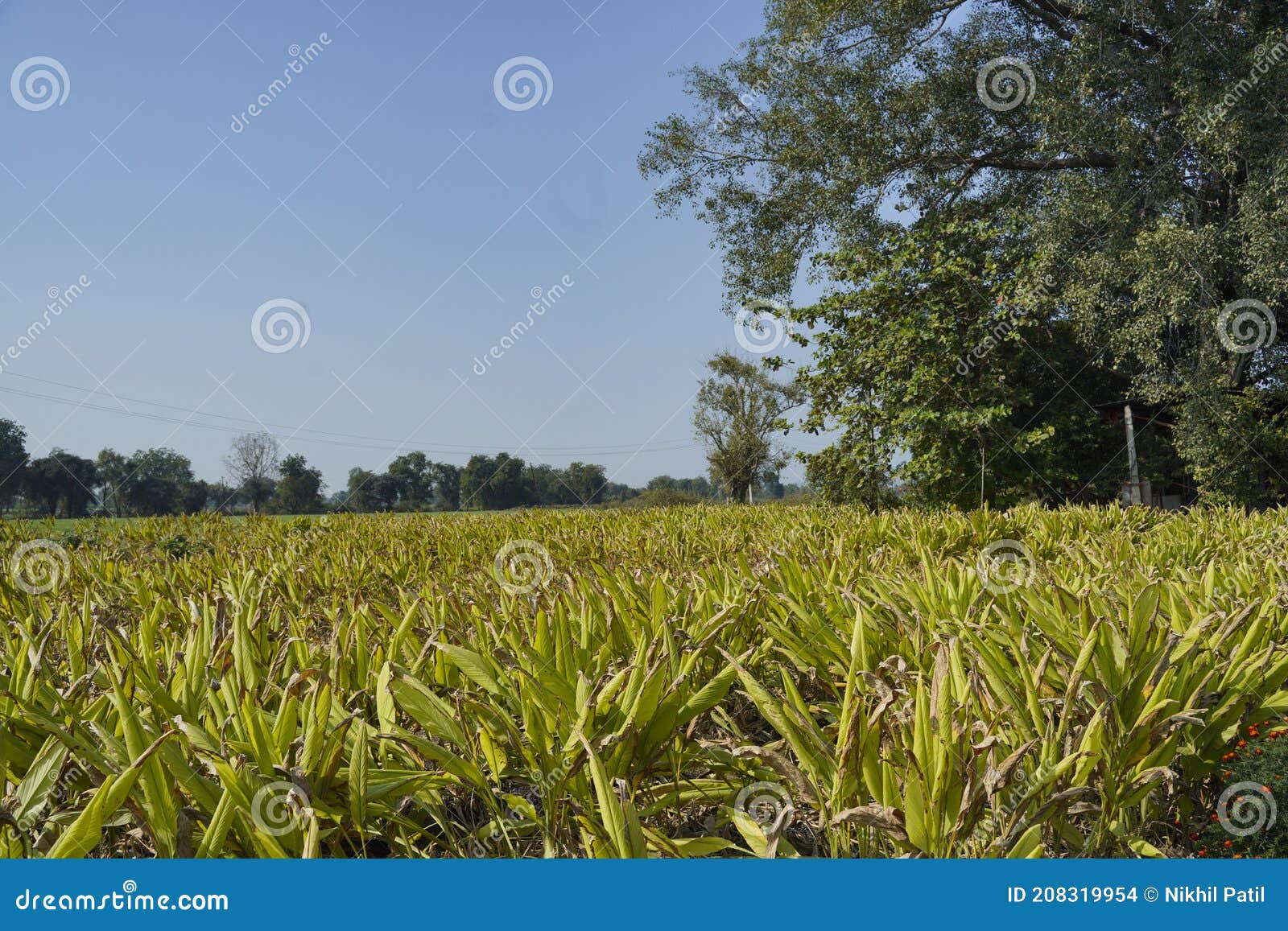 Beautiful Landscape View of Turmeric Field Stock Photo - Image of ...