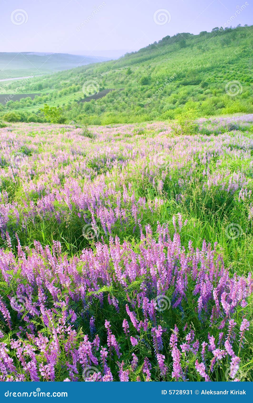 Beautiful Landscape with Violet Flowers Stock Image - Image of ...