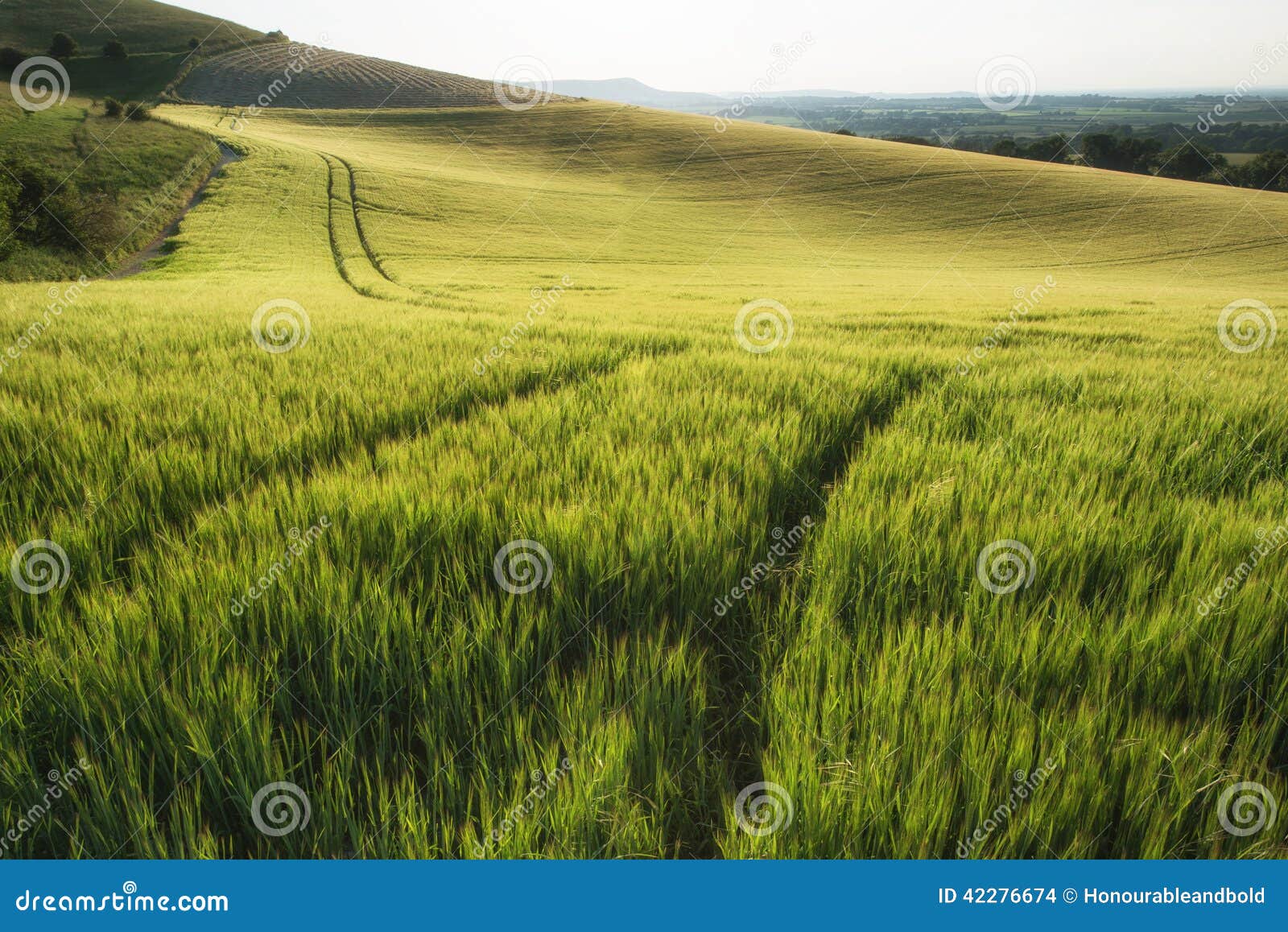 Beautiful Landscape Wheat Field in Bright Summer Sunlight Evening Stock ...