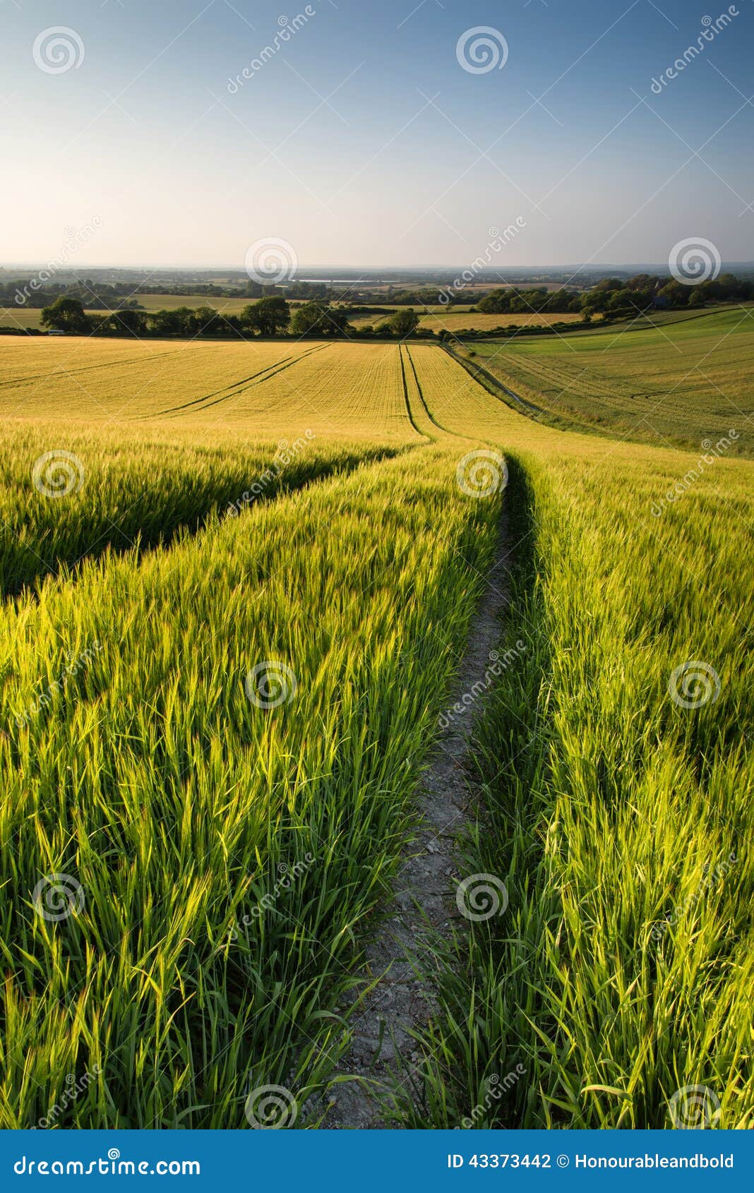 Beautiful Landscape Wheat Field in Bright Summer Sunlight Evening Stock ...