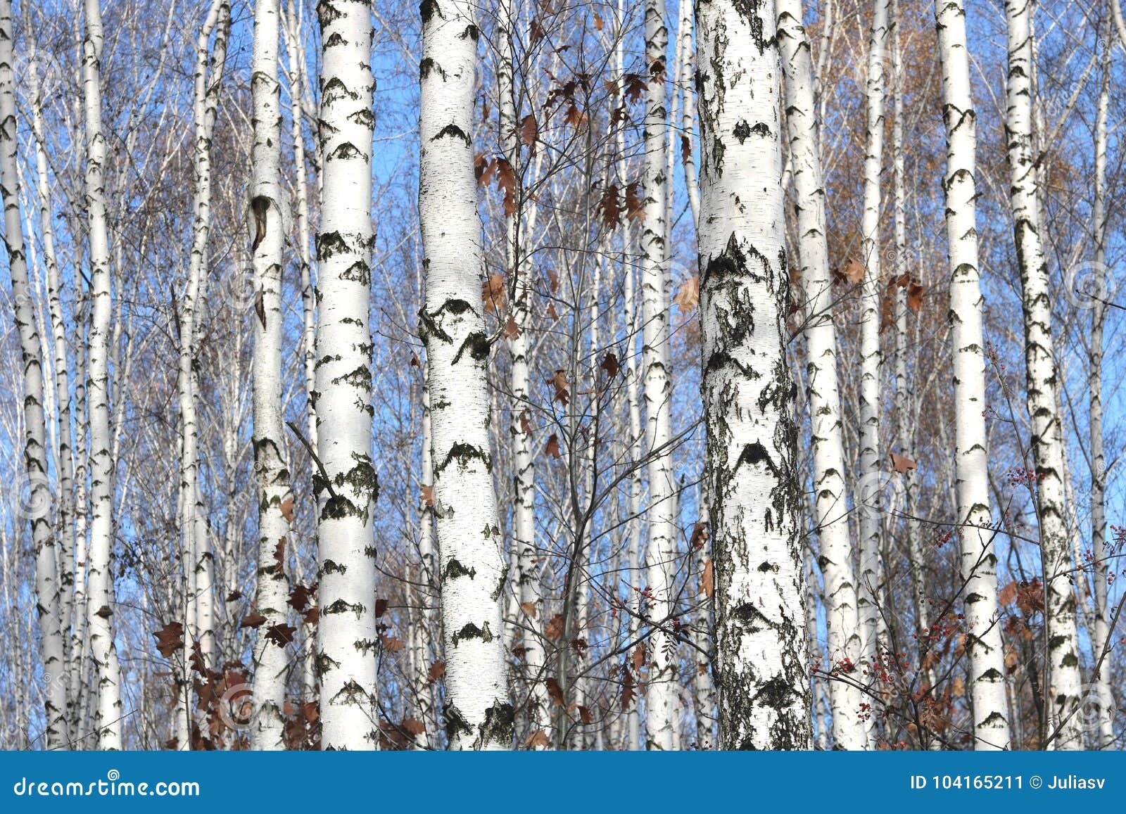 Beautiful Landscape with White Birches Stock Image - Image of autumn ...