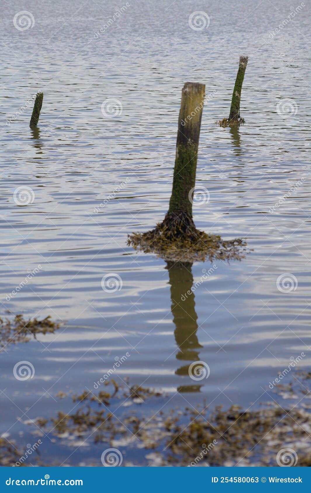 Beautiful Landscape of Wooden Posts in a Lake Stock Image - Image of ...