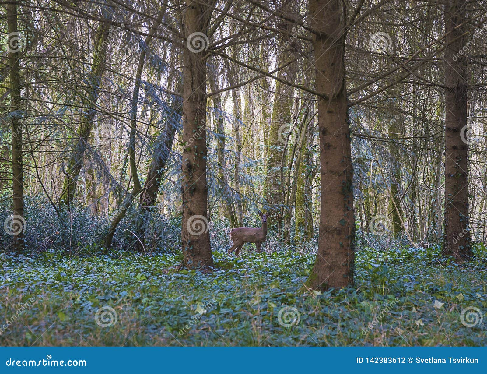 Beautiful Landscape: Young Deer in the Spring Forest on Sunset Stock ...
