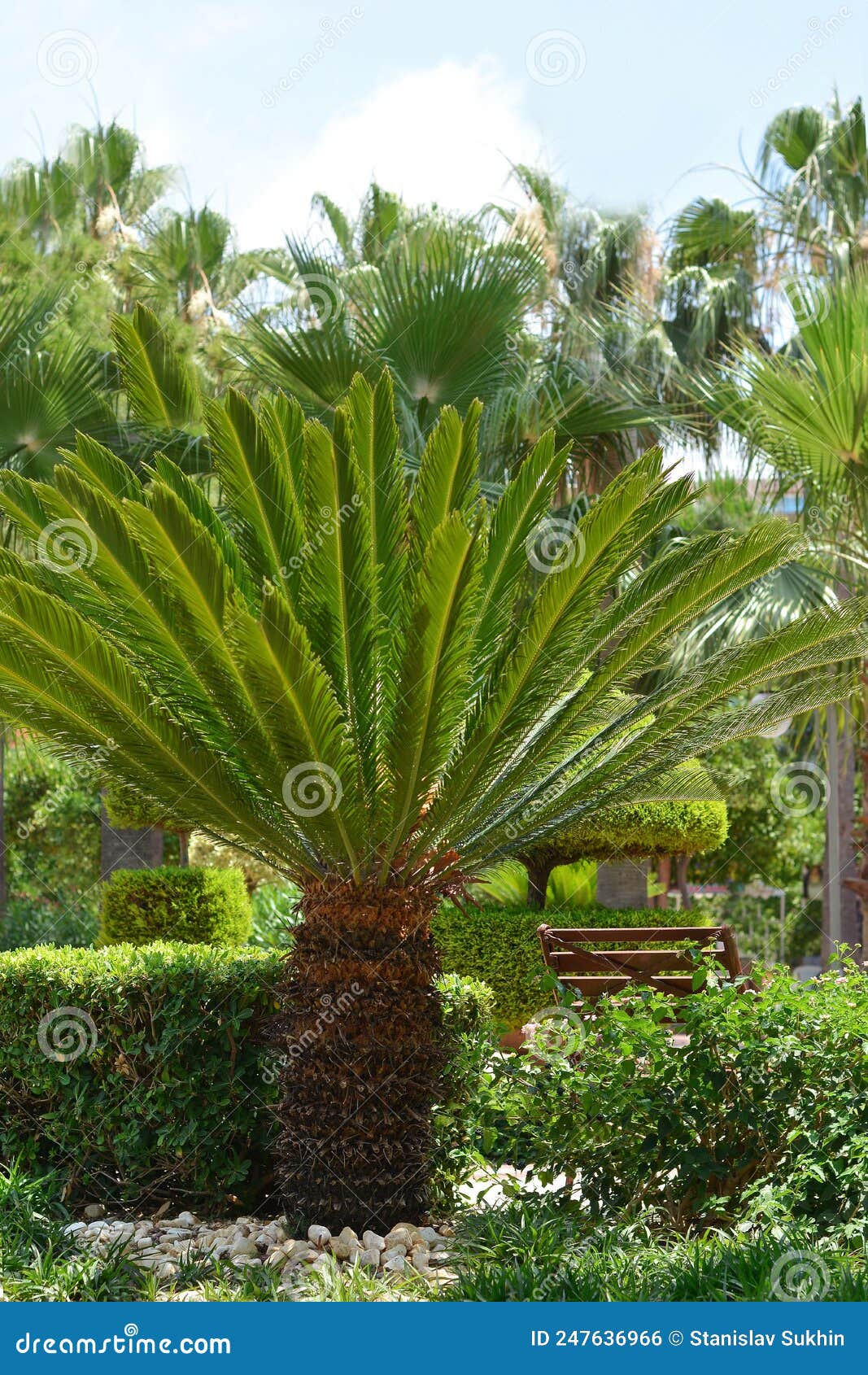 Beautiful Landscaped Resort Park. Coconut Tree in View of Pineapple ...