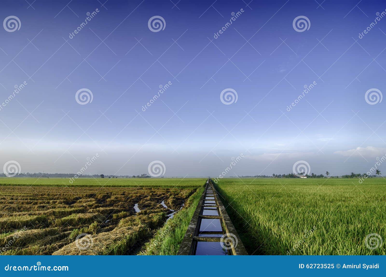 Beautiful Lanscape of Green Paddy Field Stock Image - Image of light ...