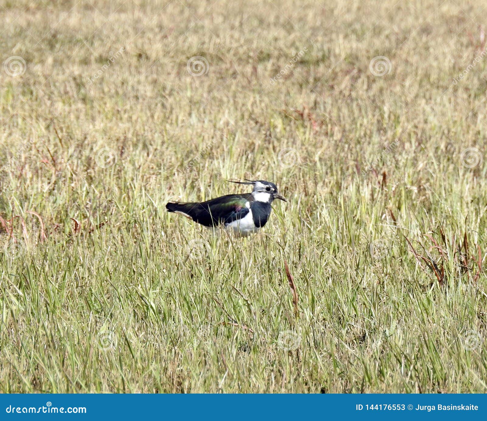Lapwing Bird in Spring Field, Lithuania Stock Image - Image of head ...
