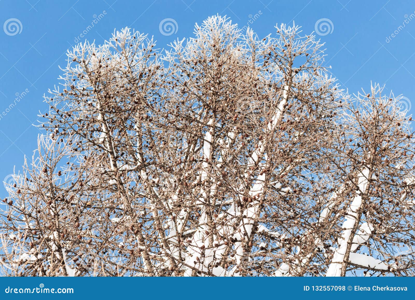 Beautiful Larch Branches in Winter Against a Clear Blue Sky. Stock ...