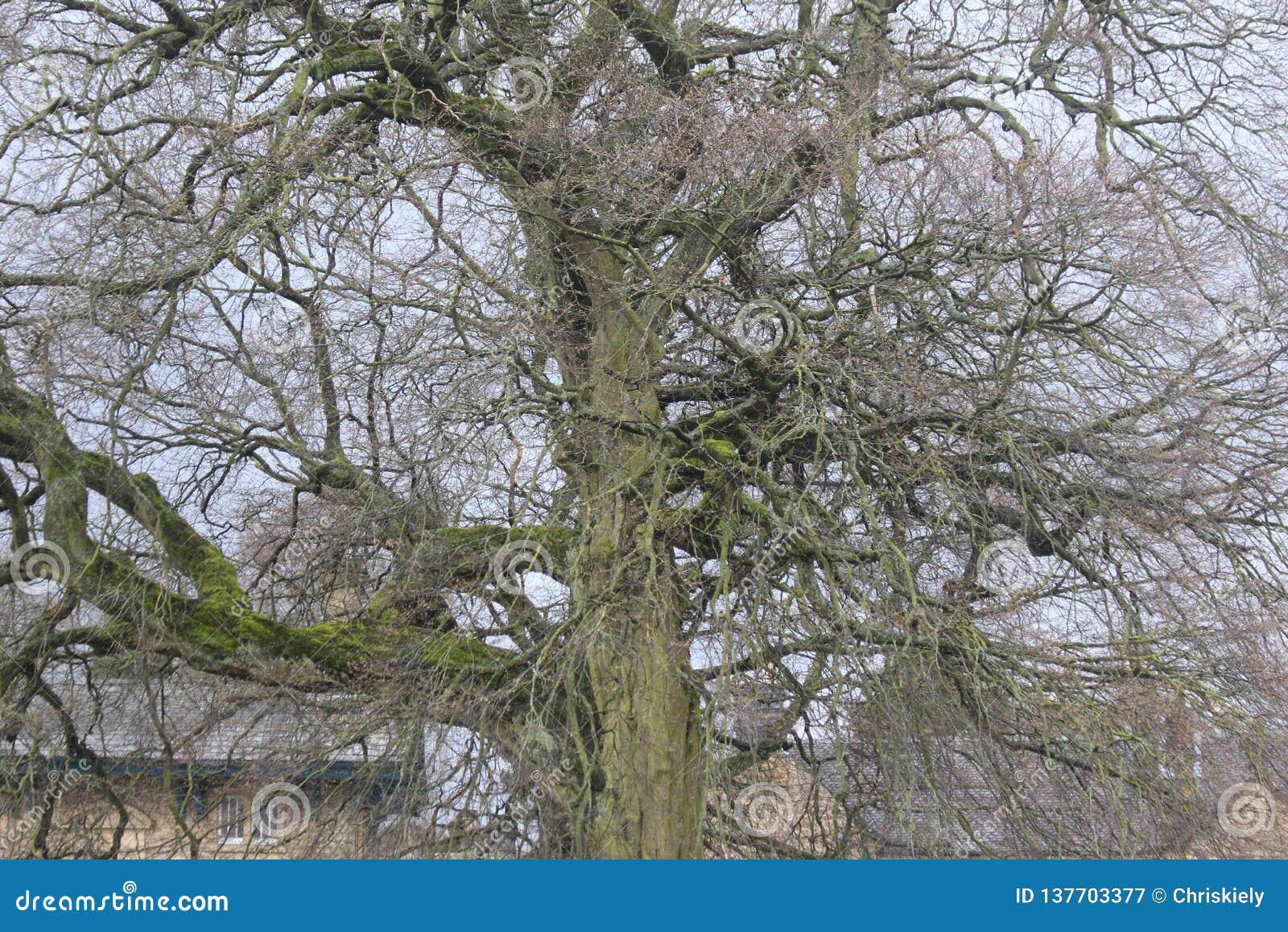 Beautiful Large Bare Tree stock image. Image of bare - 137703377