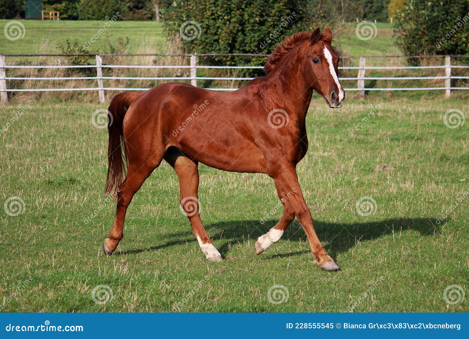 A Beautiful Large Brown Orse is Running on the Green Paddock Stock ...