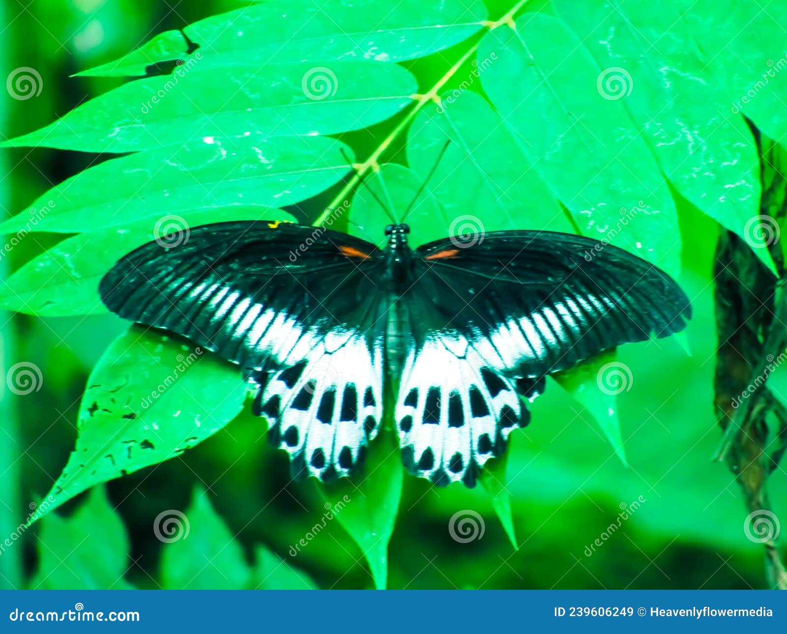 Beautiful large butterfly stock image. Image of large - 239606249
