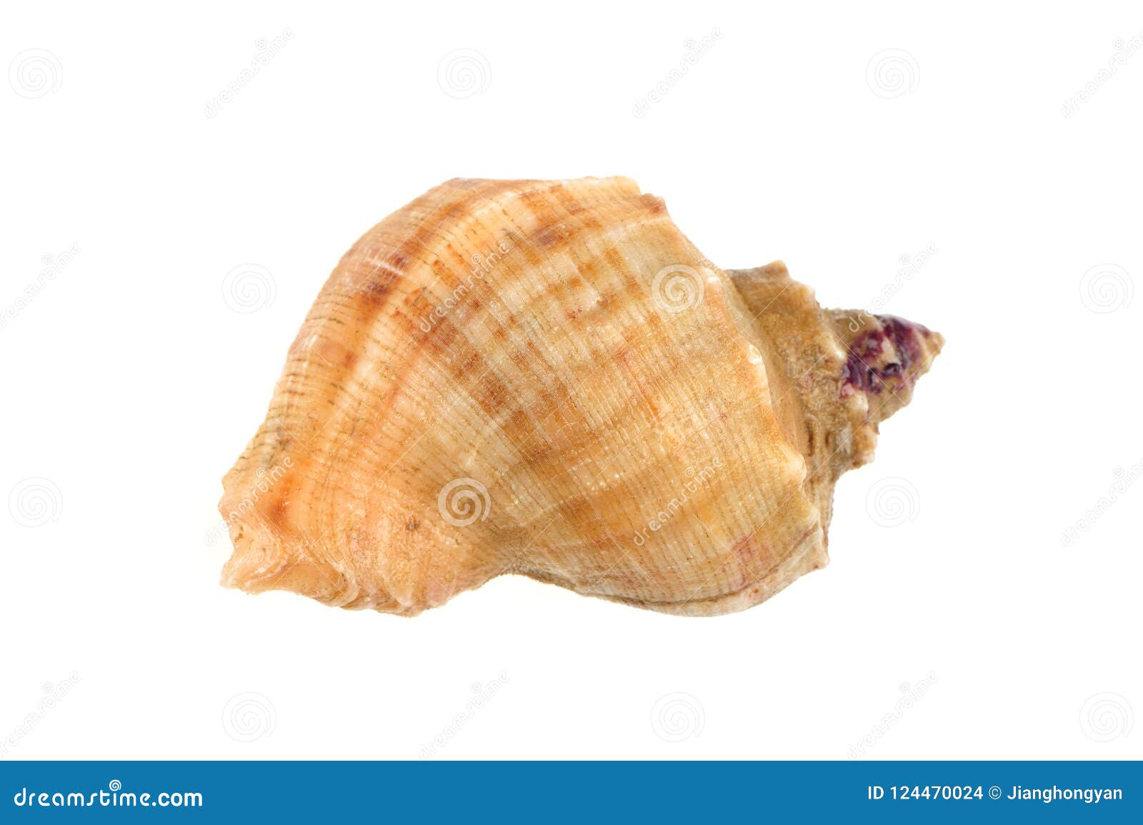 Beautiful Large Conch Shell Stock Photo - Image of conch, white: 124470024