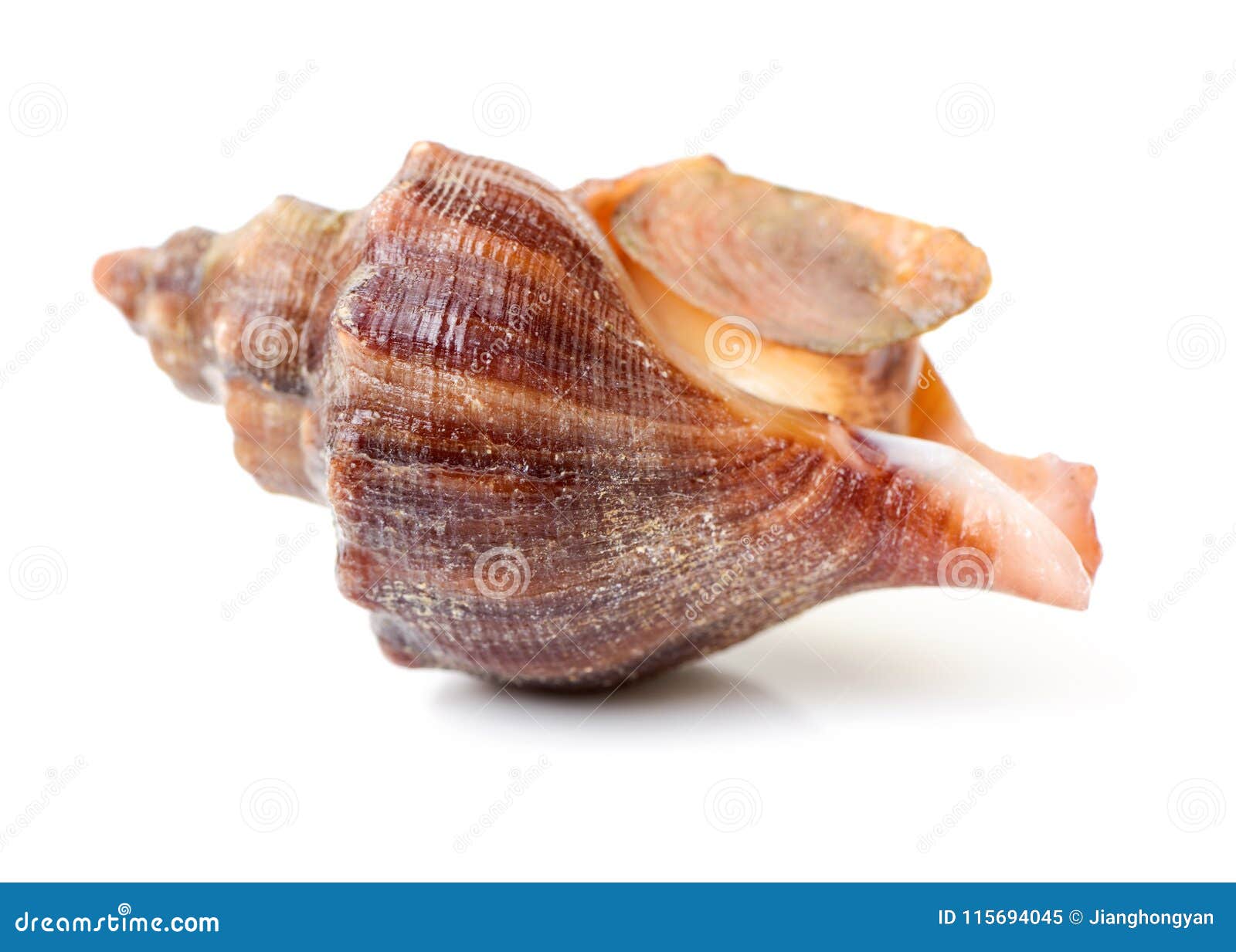 Beautiful Large Conch Shell Stock Image - Image of animal, fish: 115694045
