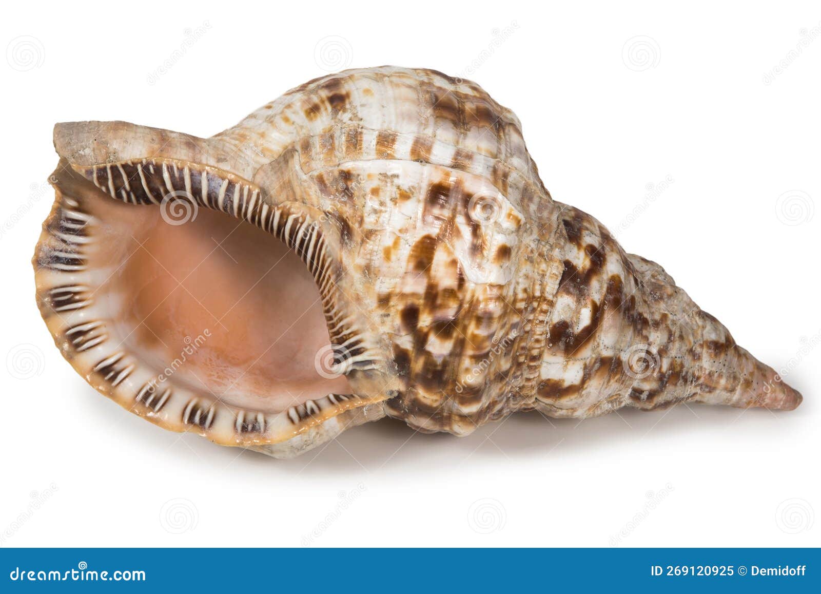 Beautiful Large Conch Shell Stock Image - Image of summer, spiral ...