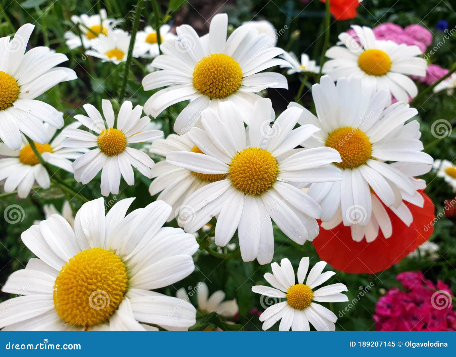 Beautiful Large Daisies with a White Petals Stock Image - Image of farm ...