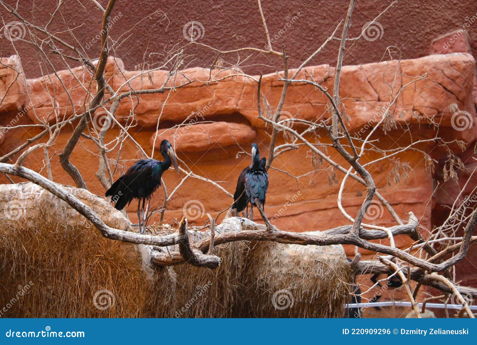 Beautiful Large Dark Birds on the Tree Stock Photo - Image of brown ...