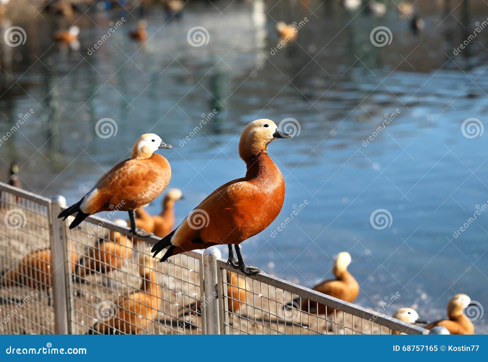 Beautiful large duck stock image. Image of clear, cabeciblanca - 68757165
